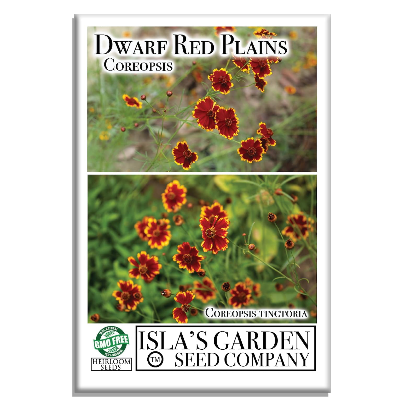 Dwarf Red Coreopsis Plains Flower Seeds (Coreopsis MHD1tinctoria ...