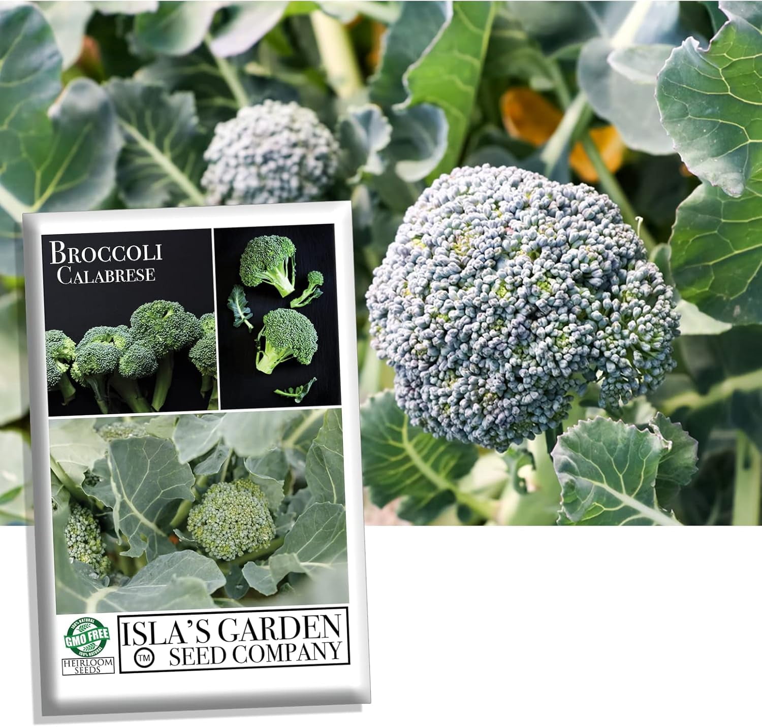 Calabrese Green Sprouting Broccoli Seeds, 1000+ Seeds Per Packet, (Isla's Garden Seeds), Non GMO ...