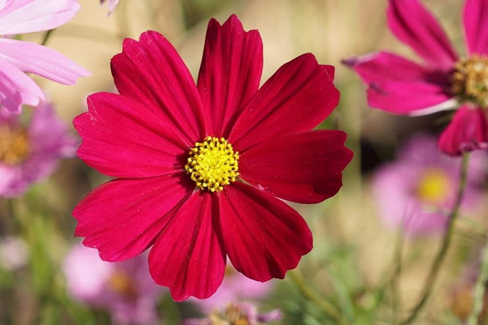 Dwarf Red Cosmos Flower Seeds for Planting, H2FSD100+ Heirloom Seeds ...