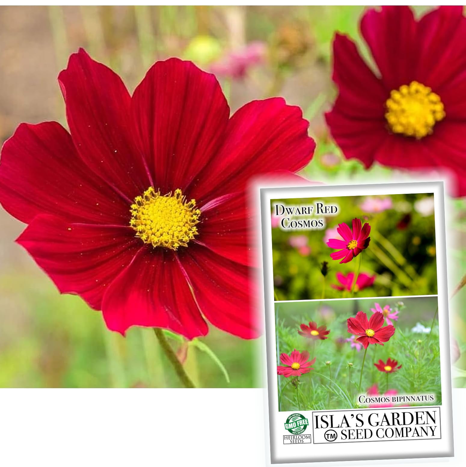 Dwarf Red Cosmos TWE5 Flower Seeds for Planting, 100+ Heirloom Seeds ...