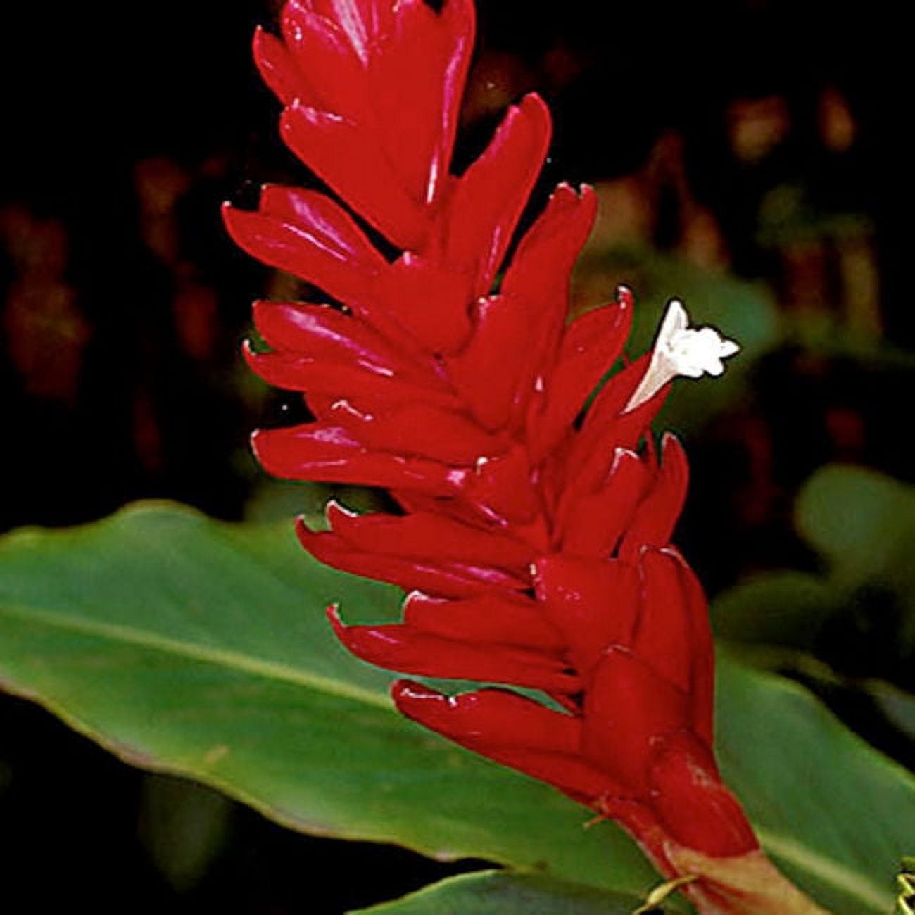 Wellspring Gardens Dwarf Red Ginger Live Plant - Alpinia purpurata, 3-8 ...