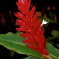 Wellspring Gardens Dwarf Red Ginger Live Plant - Alpinia purpurata, 3-8 ...