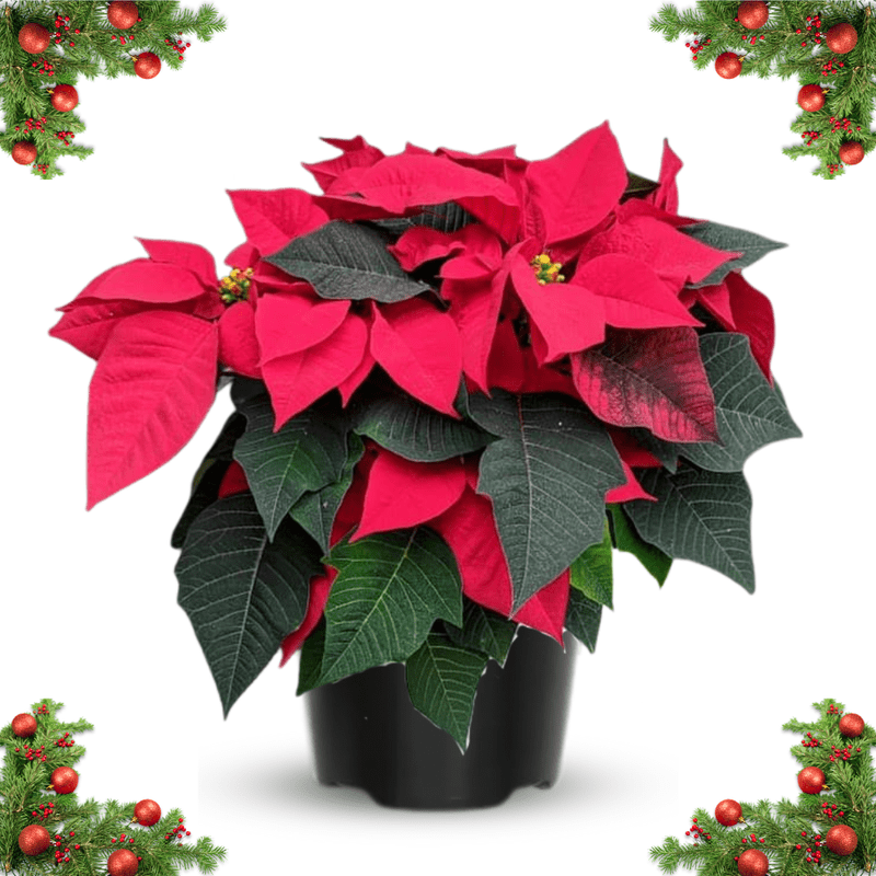 Dwarf Red Poinsettia Flower, Live Poinsettia Flower for Christmas Tree ...