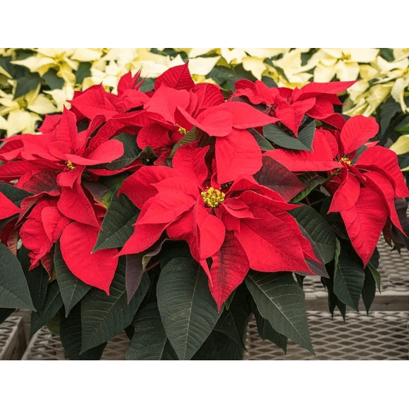 Poinsettias in Christmas Plants - Walmart.com