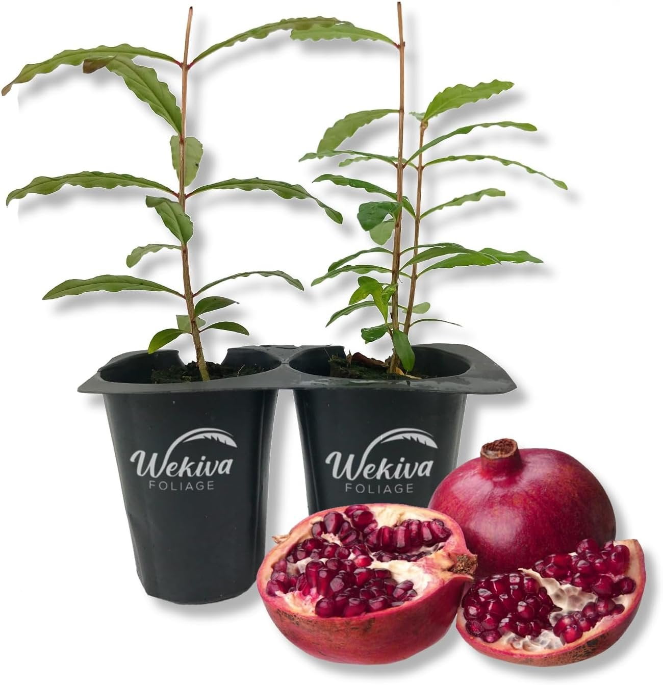 Dwarf Red Pomegranate Tree - 2 Live Tissue Culture Starter Plants ...