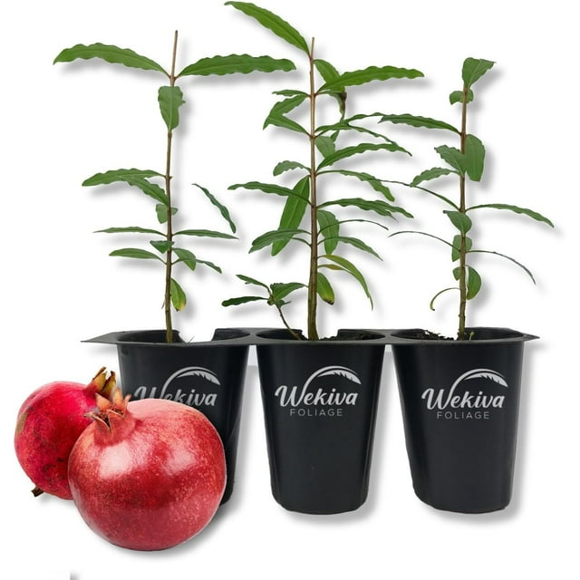 Dwarf Red Pomegranate Tree - 3 Live Tissue Culture Starter Plants ...