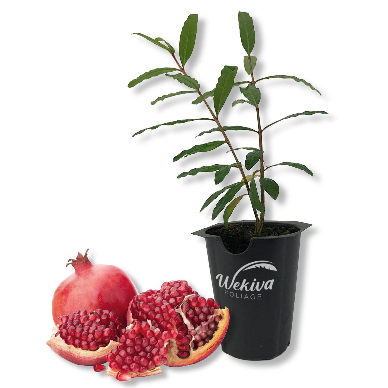 Dwarf Red Pomegranate Tree - Live Plant in a 2 Inch Growers Pot ...