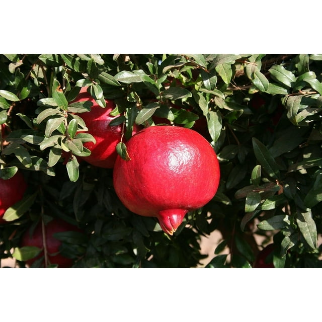 Dwarf Red Pomegranate Tree - Live Plant in a 2 Inch Growers Pot ...