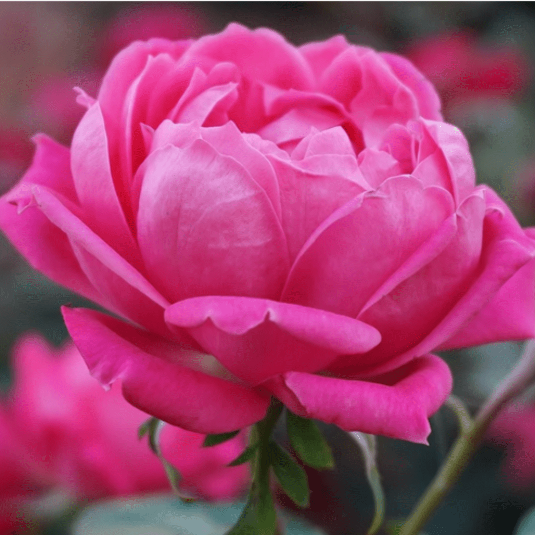 Dwarf Rose Live Plant for Planting, Pink Rosa Rose Bush Ready to Plant ...