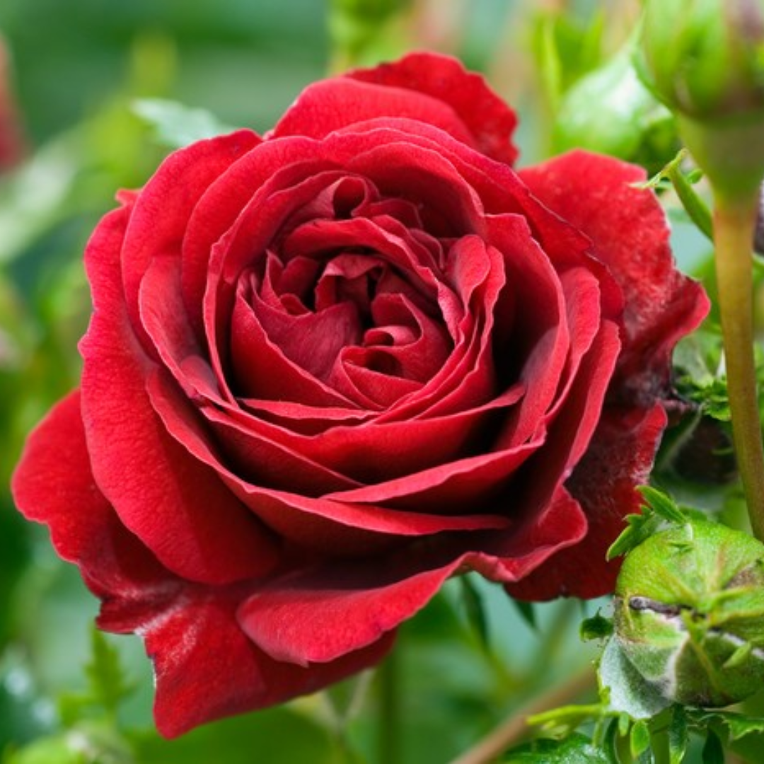 Dwarf Rose Live Plant for Planting, Red Rosa Rose Bush Ready to Plant ...