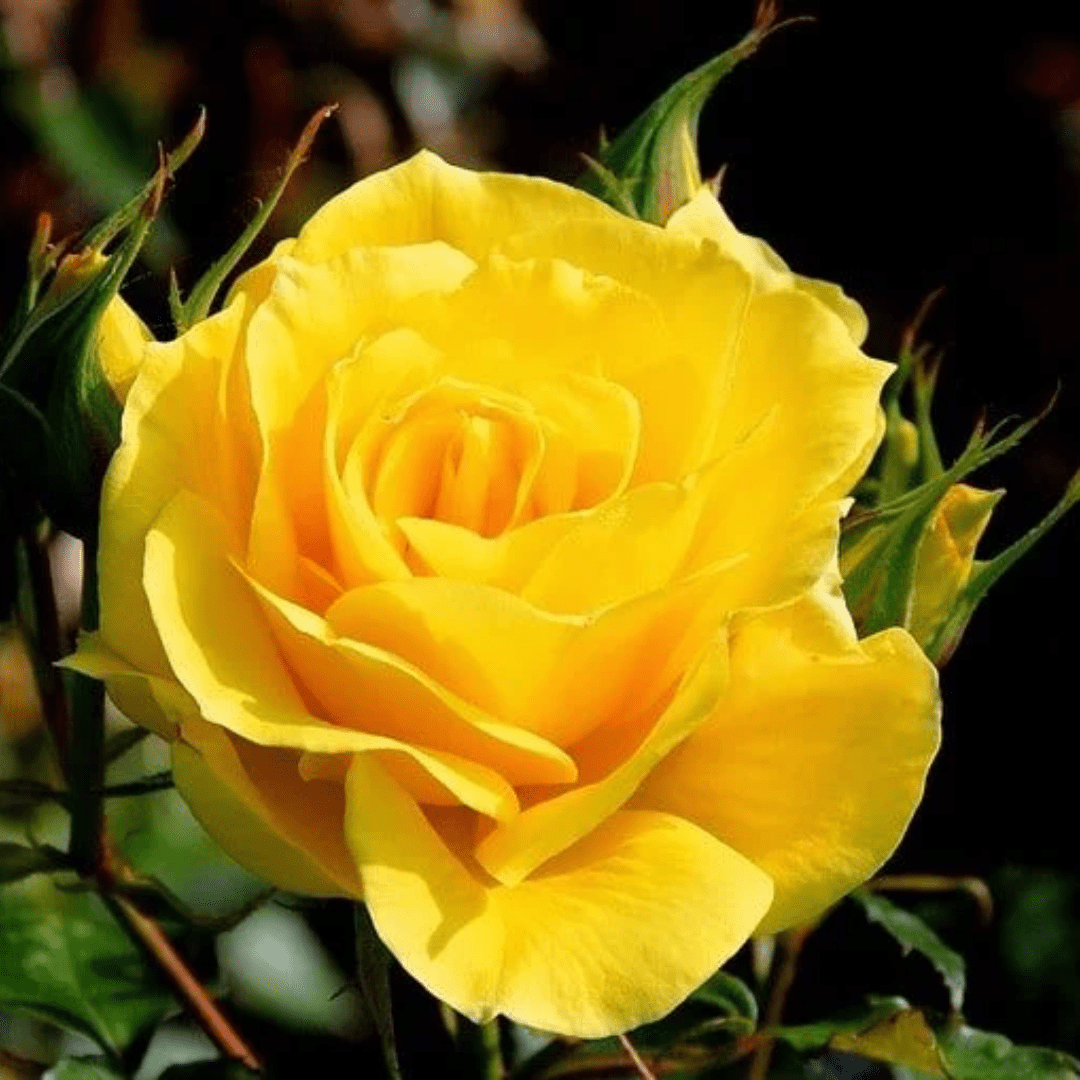 Dwarf Rose Live Plant for Planting, Yellow Delight Rosa Rose Bush Ready ...