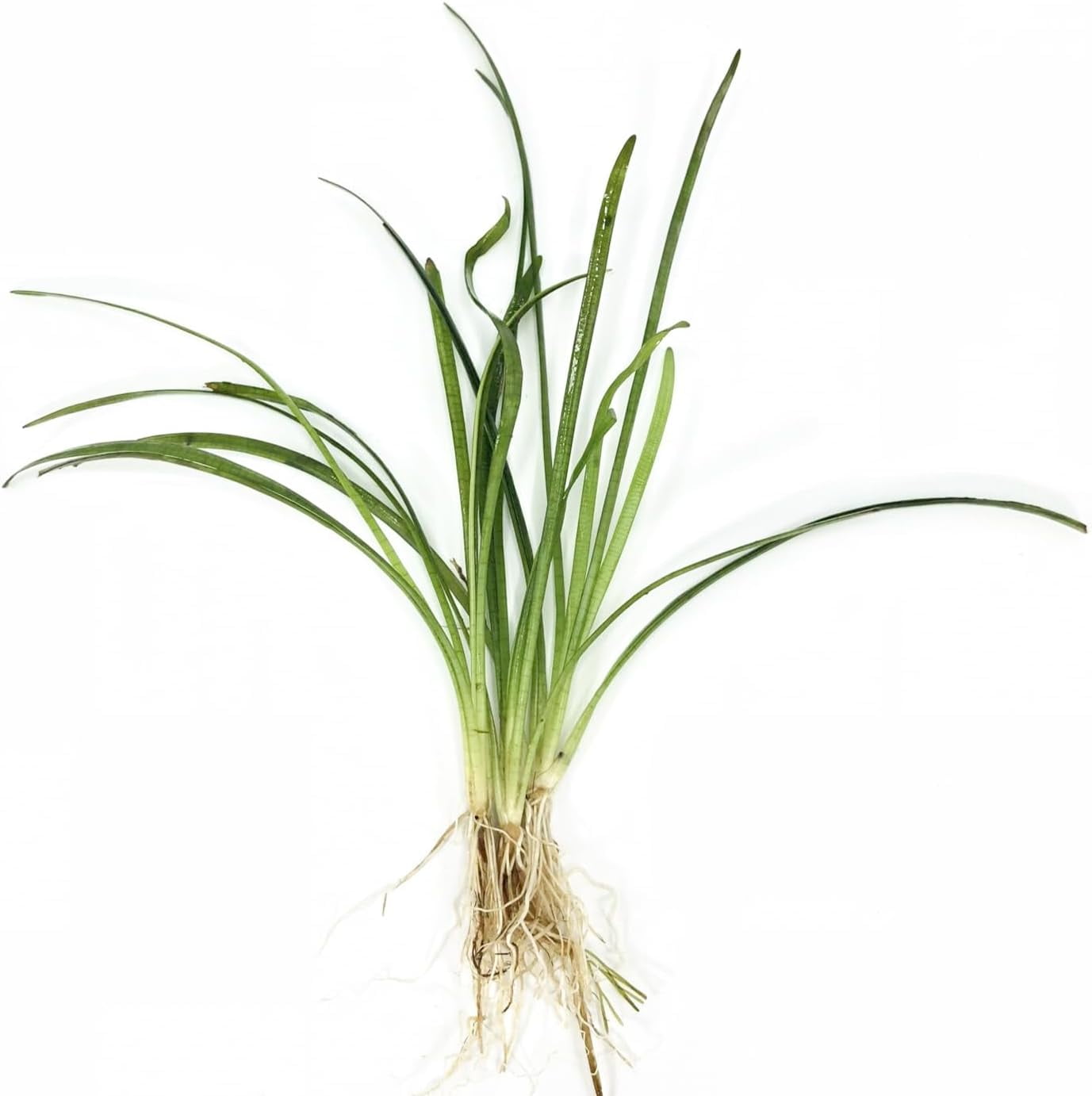 Dwarf Sagittaria (Subulata) Bundle Live Aquarium Plants, Freshwater ...