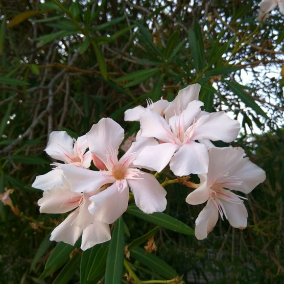 Buy Oleander Plants and Garden Shrubs for Outdoor Landscaping