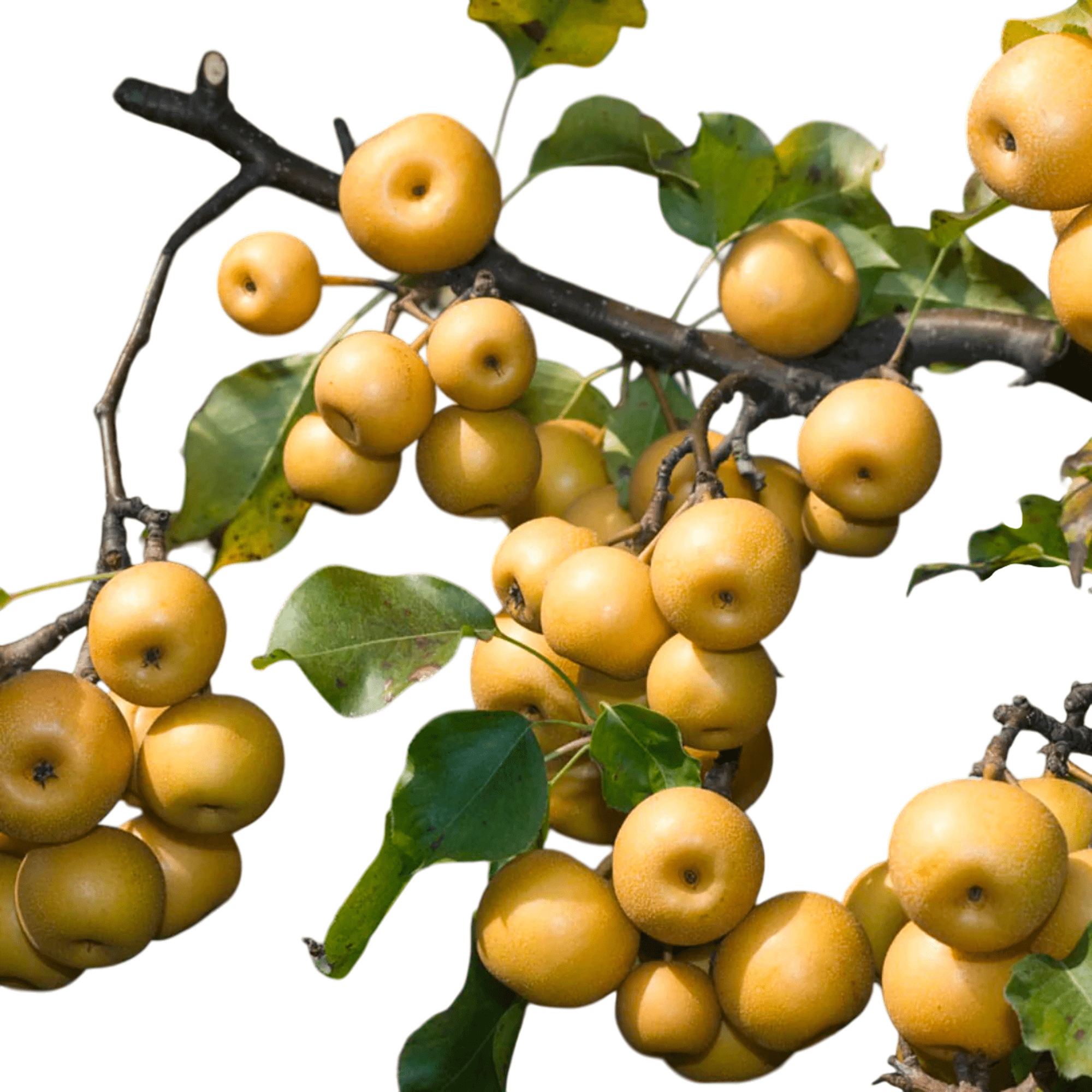 Dwarf Shinko Asian Pear Tree – Live Fruit-Bearing Pear Trees, 5 Gallon ...