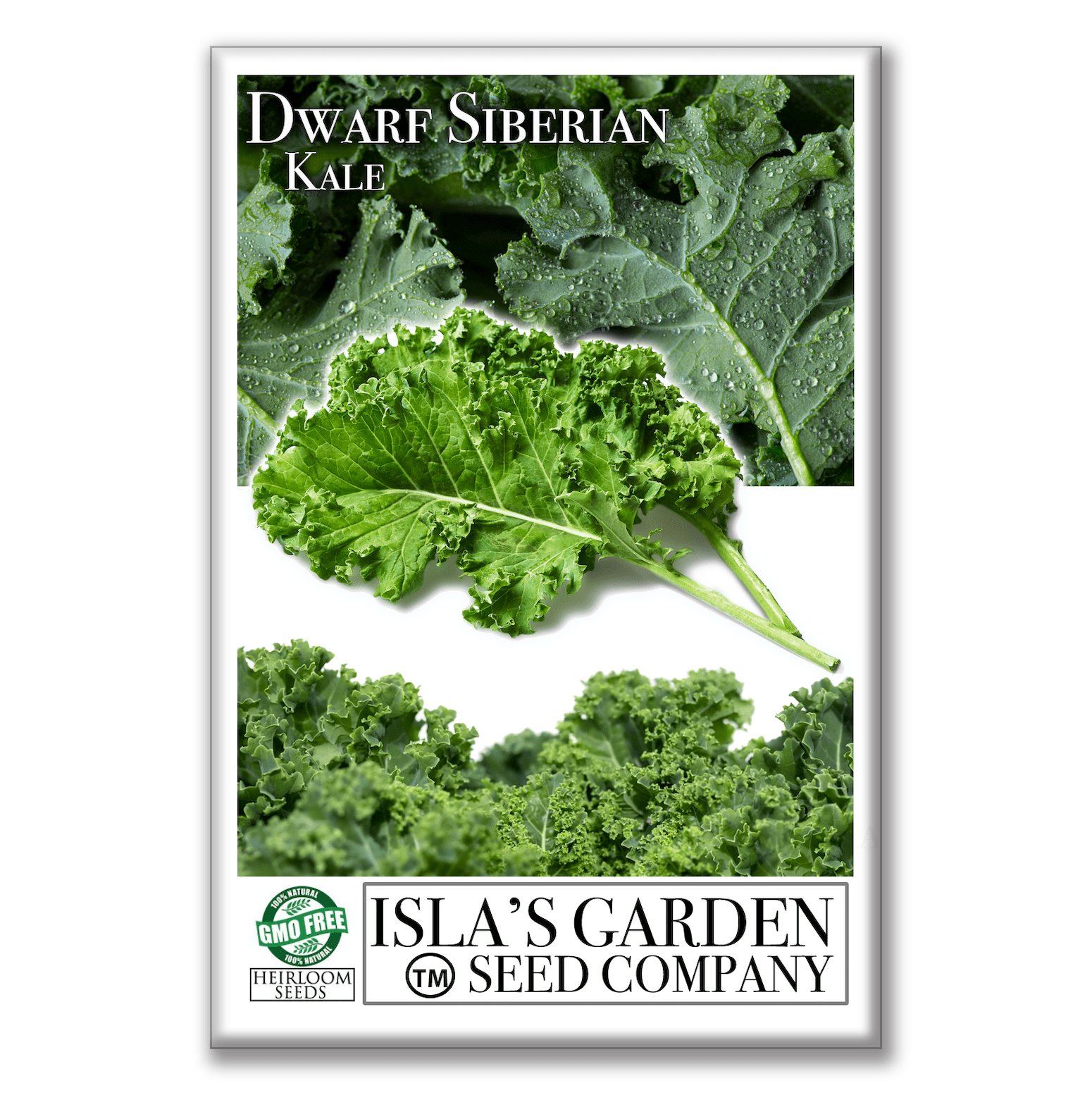 Dwarf Siberian Kale Seeds, 500 Heirloom Seeds Per Packet, Non GMO Seeds ...