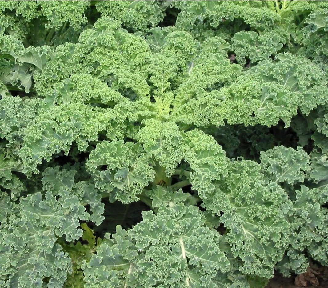 Dwarf Siberian Kale Seeds/ Biennial/ Full Sun/ 32K Seeds 1/4lb ...