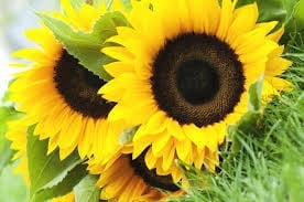 Country Creek Acres, Dwarf Sunspot Sunflower Seeds, 100+ Count, Non-GMO ...