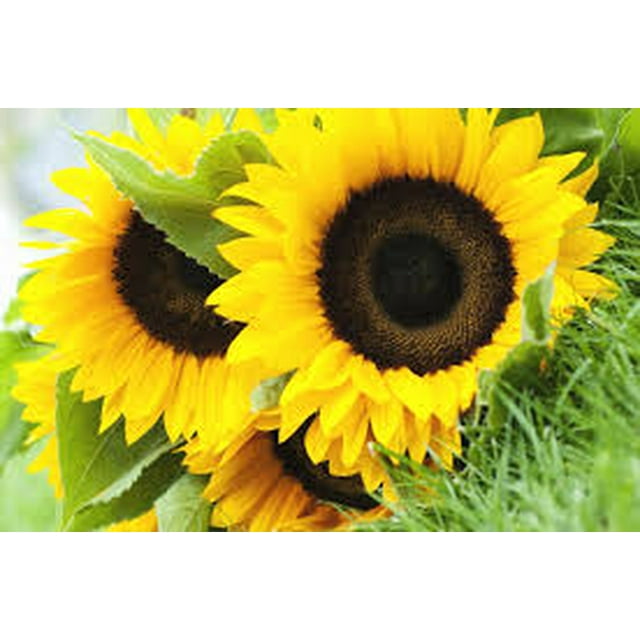 Dwarf Sunspot Sunflower Seeds - 100+ Count Seed Pack - Non-GMO - A ...