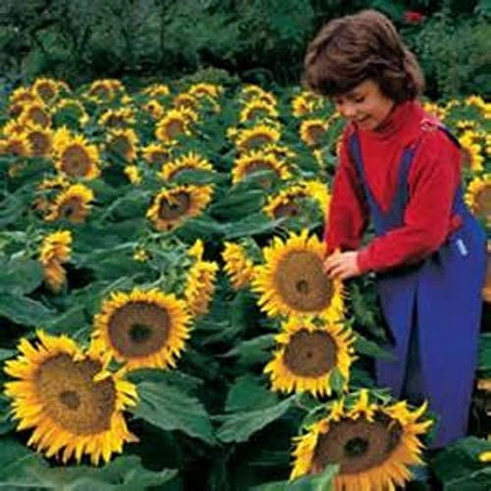 Dwarf Sunspot Sunflower Seeds | 50+ Seeds | Butterfly Friendly | Full ...