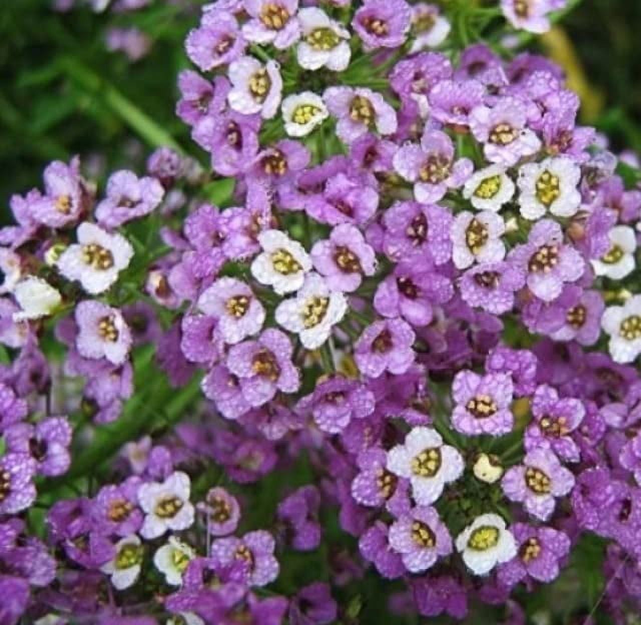 Dwarf Sweet Alyssum Seeds. Royal Carpet (100 Seeds) - Perennial Ground ...