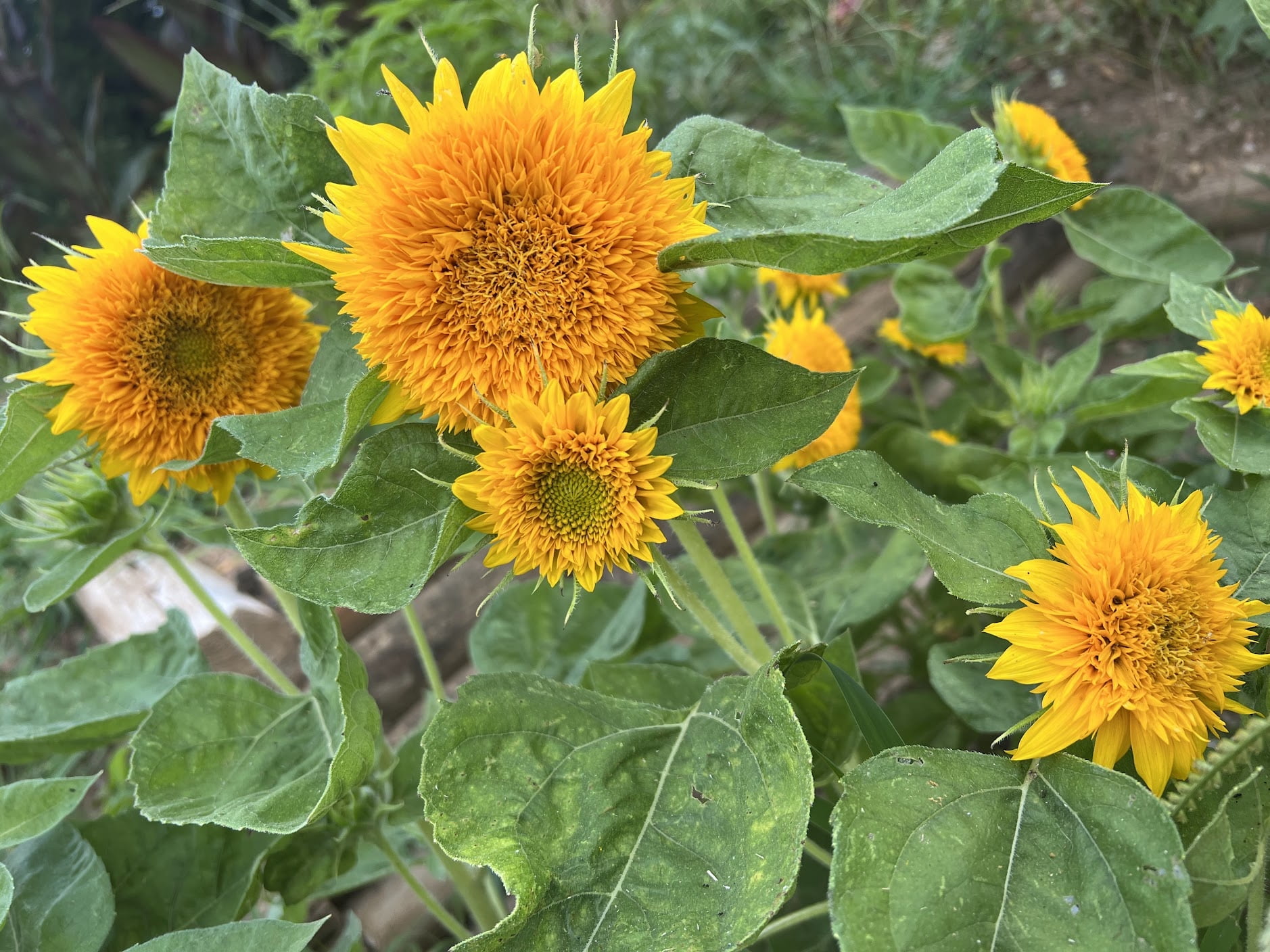 Dwarf Teddy Bear Sunflower Seed 20 Count Pack - Walmart.com