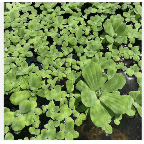 Dwarf Water Lettuce Live Floating Aquarium Plant, Natural Freshwater ...