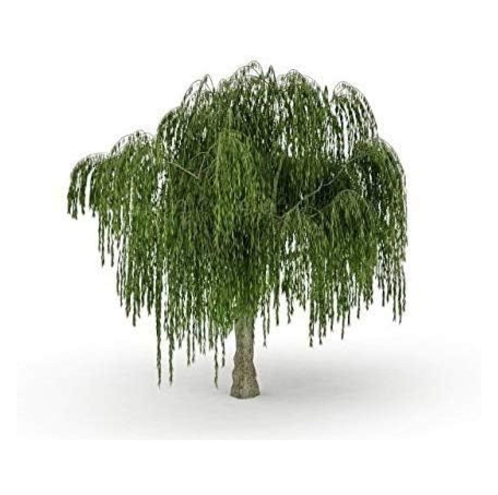 Dwarf Weeping Cutting - Burning Bush Weeping Willow - Unique and Small ...