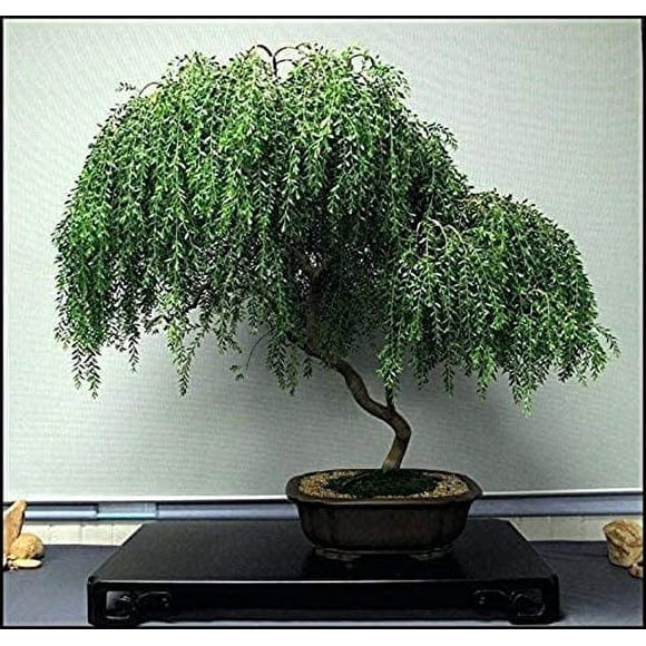 Bonsai Trees