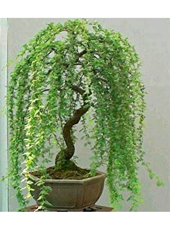 Bonsai Trees in Indoor Plants - Walmart.com