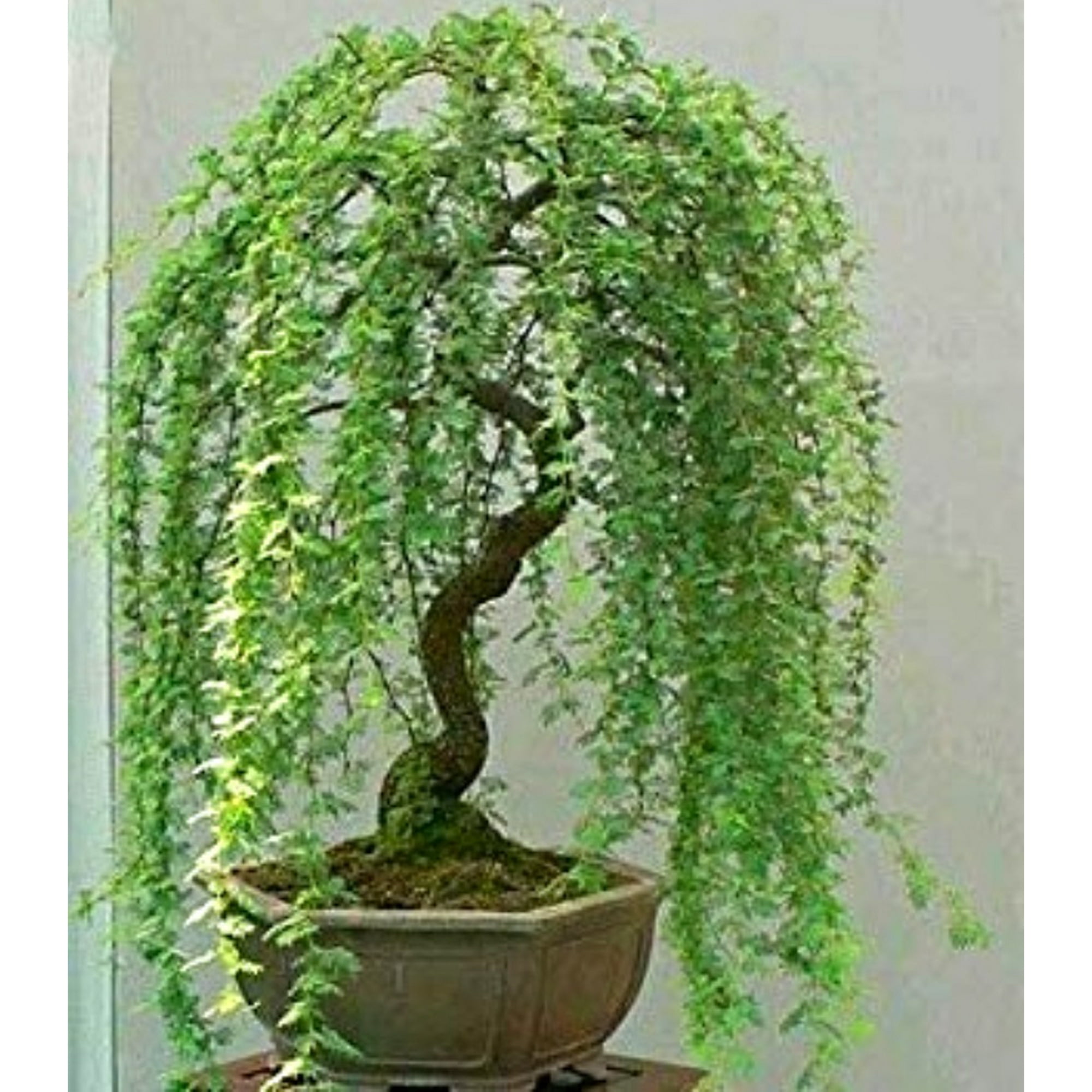 Dwarf Weeping Willow