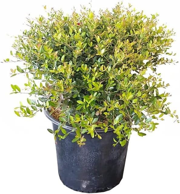 Dwarf Yaupon Holly 1 Live Gallon Size Plant Ilex Schilling Stokes ...