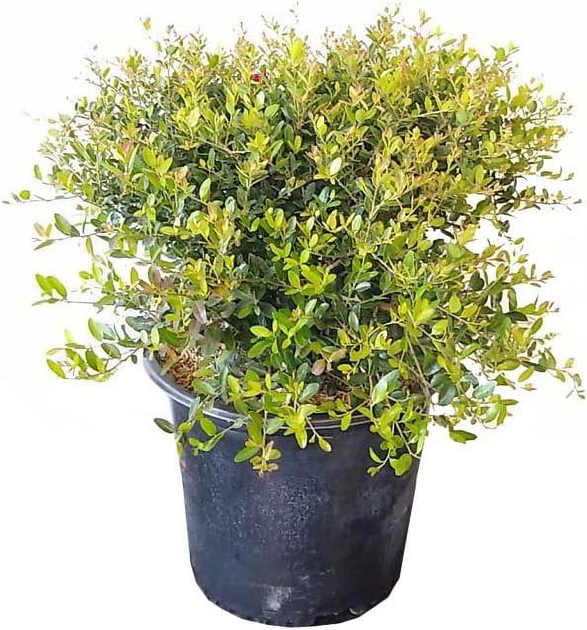 Dwarf Yaupon Holly 1 Live Gallon Size Plant Ilex Schilling Stokes ...