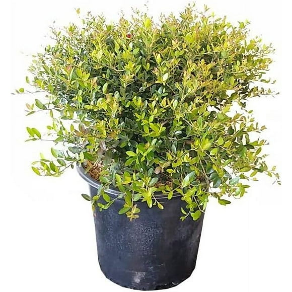 Dwarf Evergreen Shrub