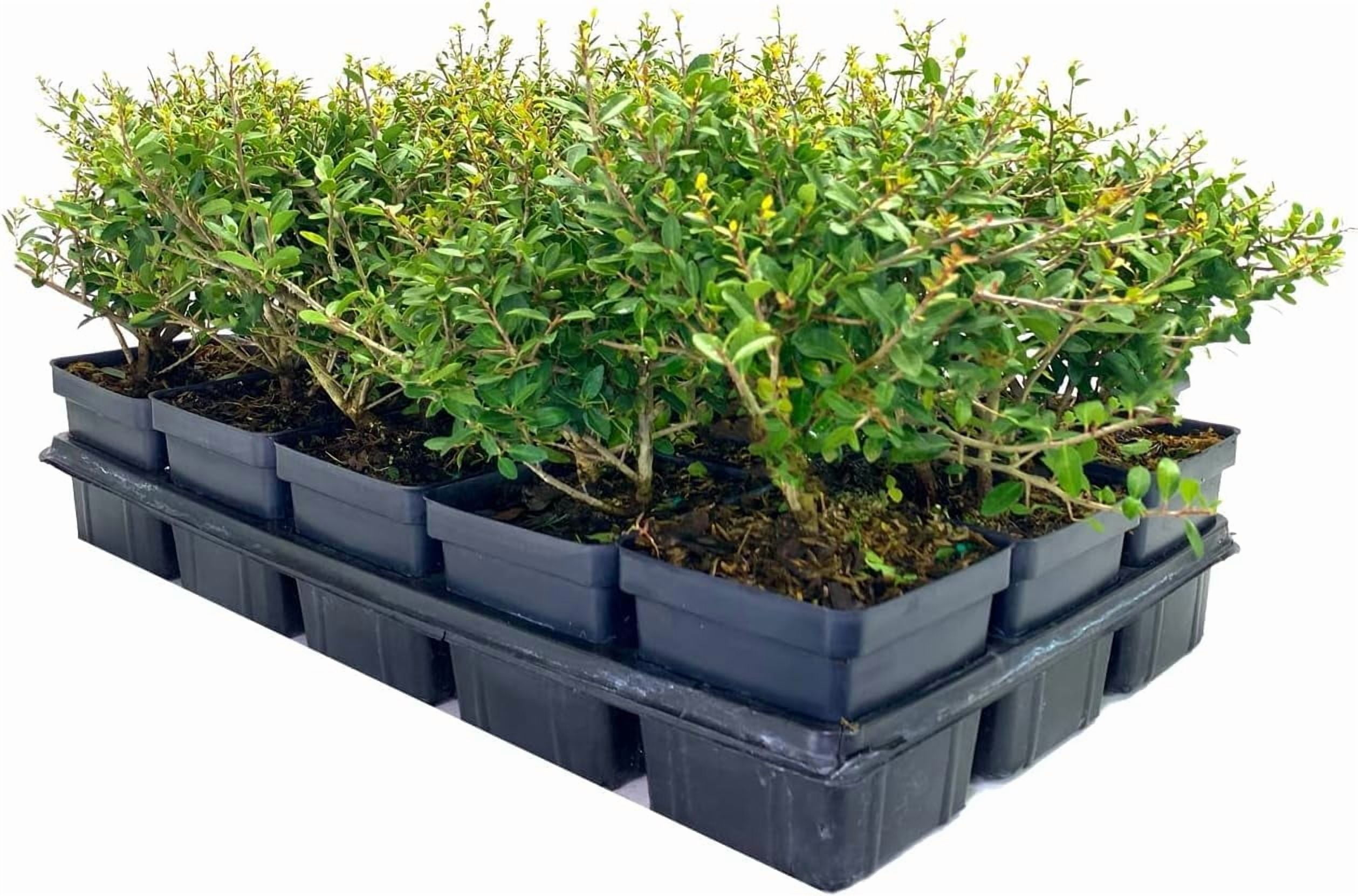 Dwarf Yaupon Holly | 3 Live 4 Inch Pots | Ilex Schilling Stokes ...