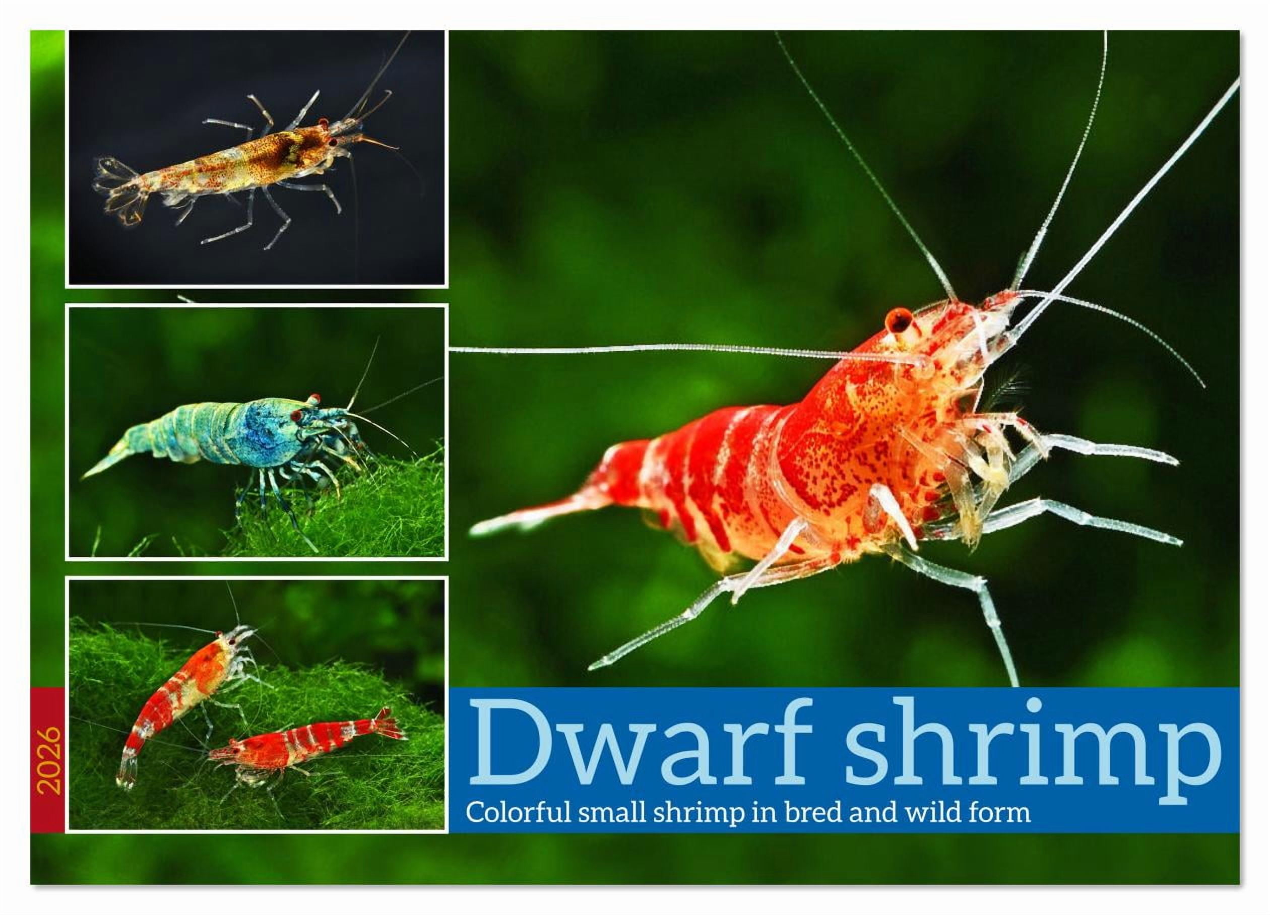 Dwarf shrimp (Monthly Wall Calendar 2026 16.5 x 23.4 (open)), CALVENDO ...