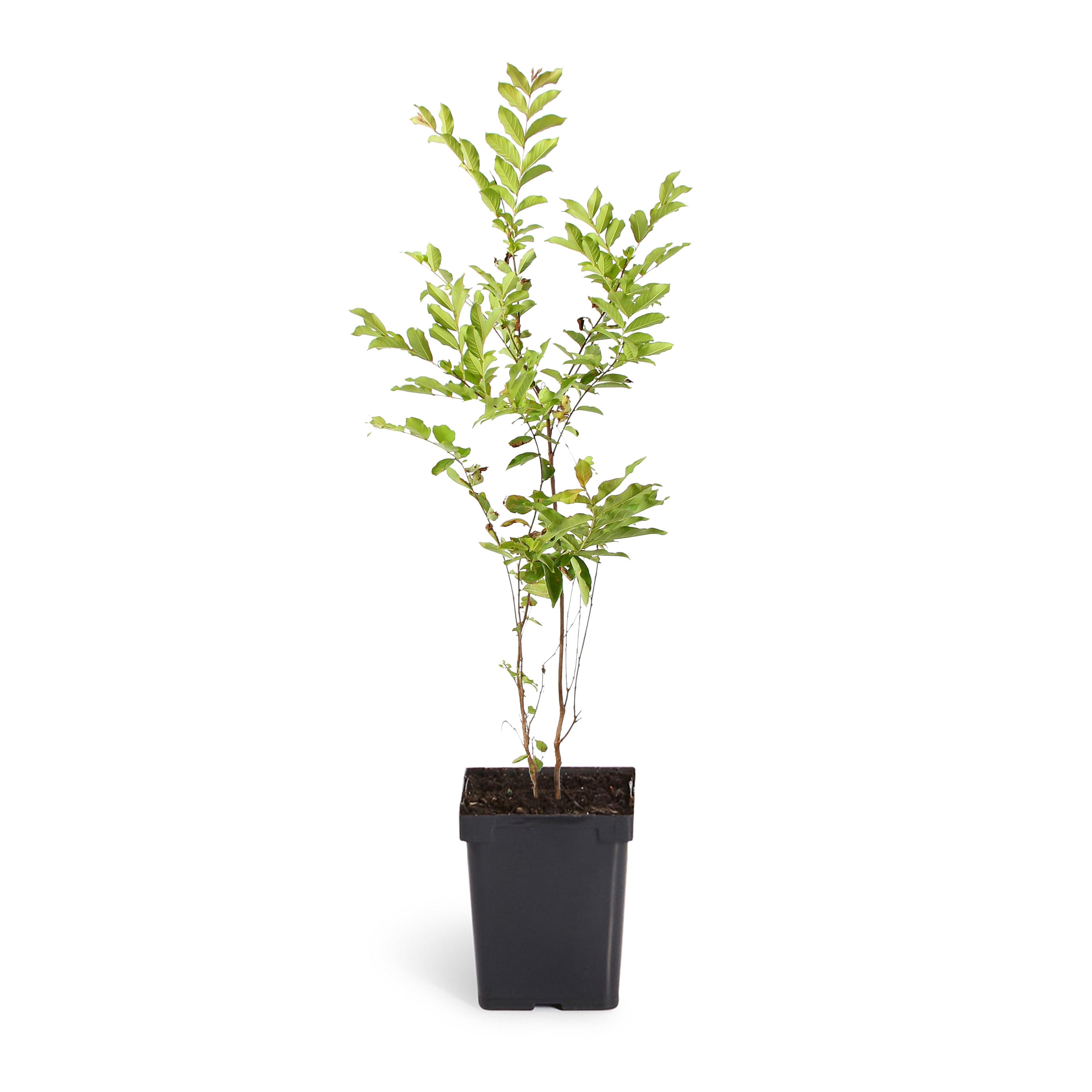 Dynamite Crape Myrtle Tree - Walmart.com