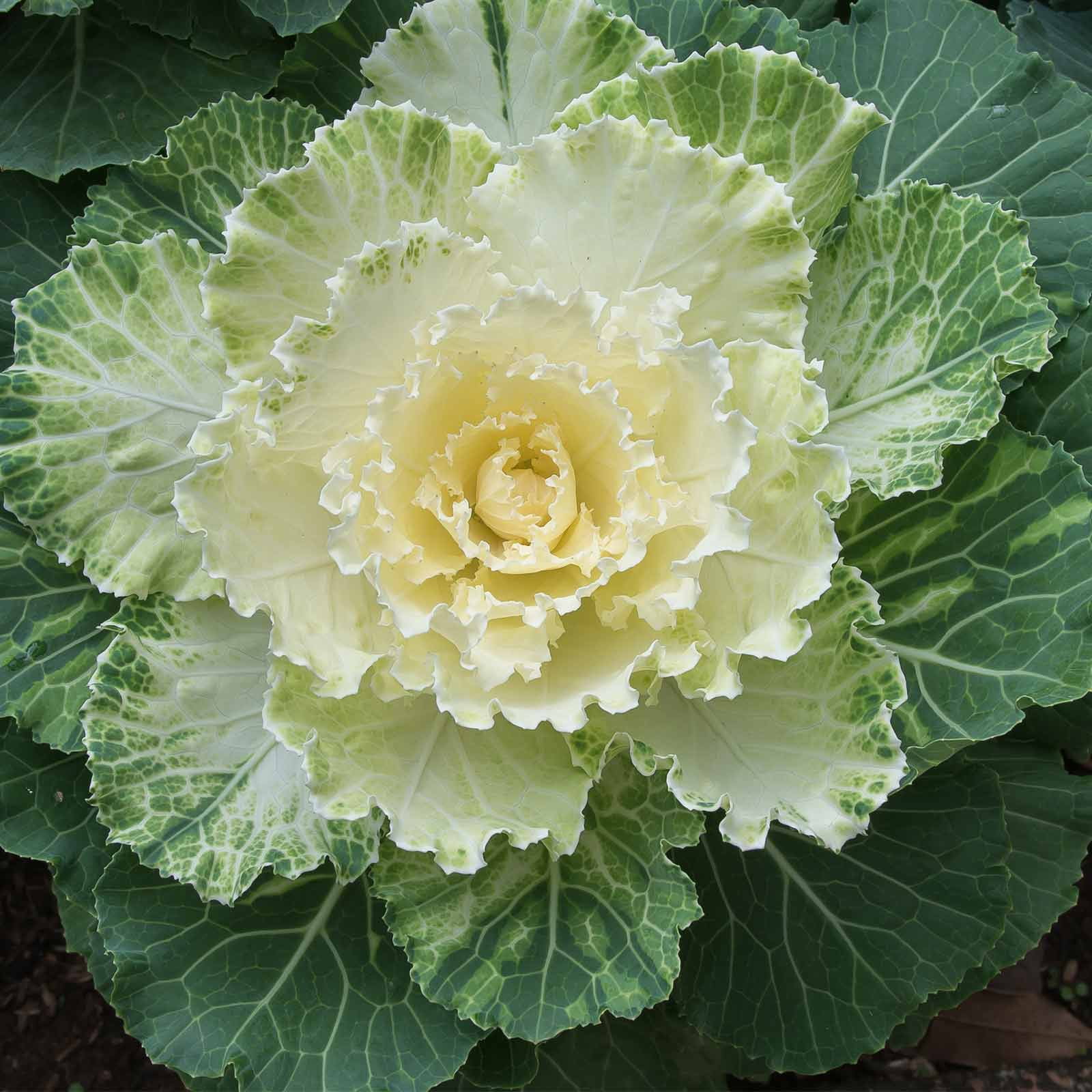 Dynasty Series Osaka Flowering Cabbage Garden Seed - White - 1000 Seeds ...