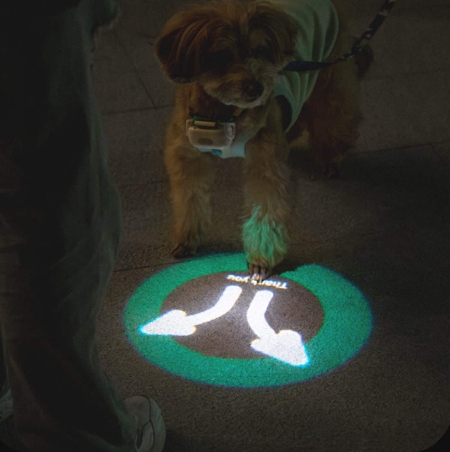 E Y S Dog Collar Projector Light with Adjustable Patterns Adjustable ...