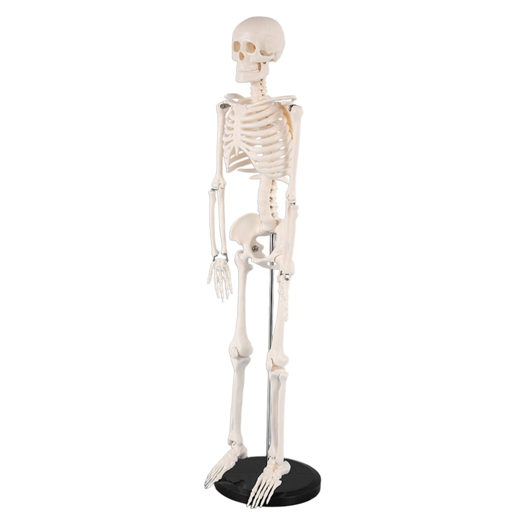 EAnatomical Human Skeleton Model Movable Arms Legs for Educational ...