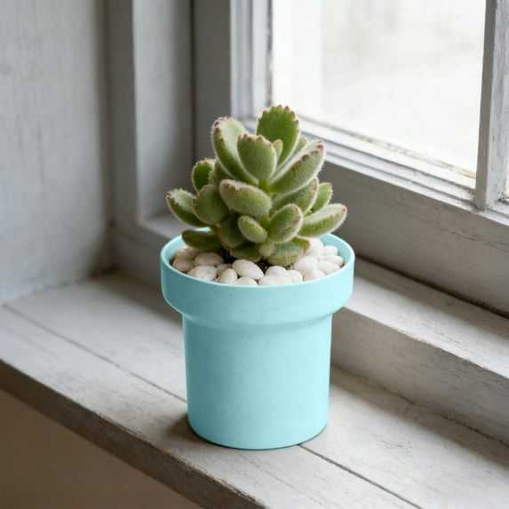 EDHITNR Planter, Mini Plastic Flower Pot for Indoor Plants, Desktop ...