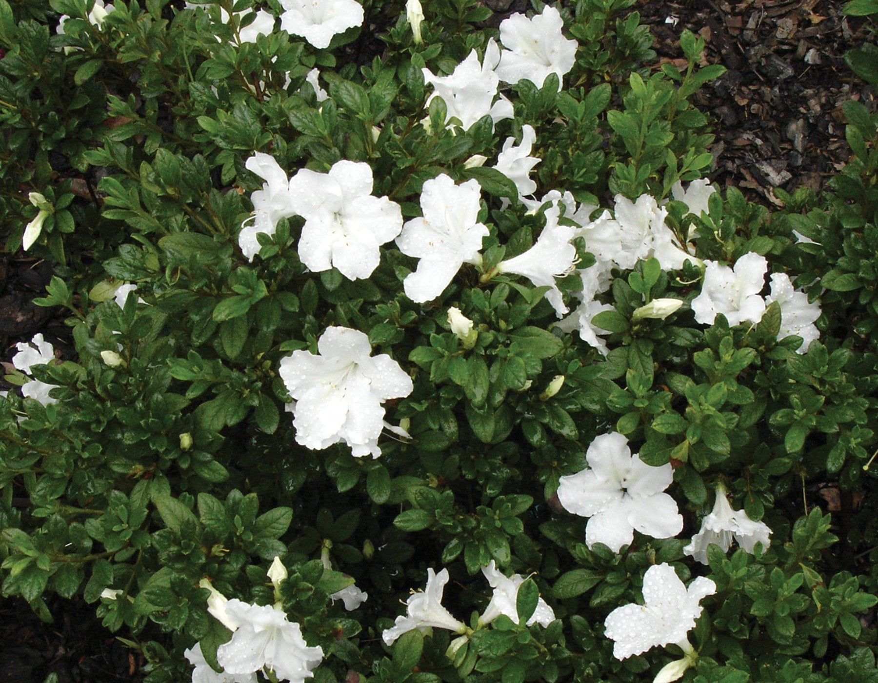 EG 1G AZALEA MULTI-COLORED - Walmart.com