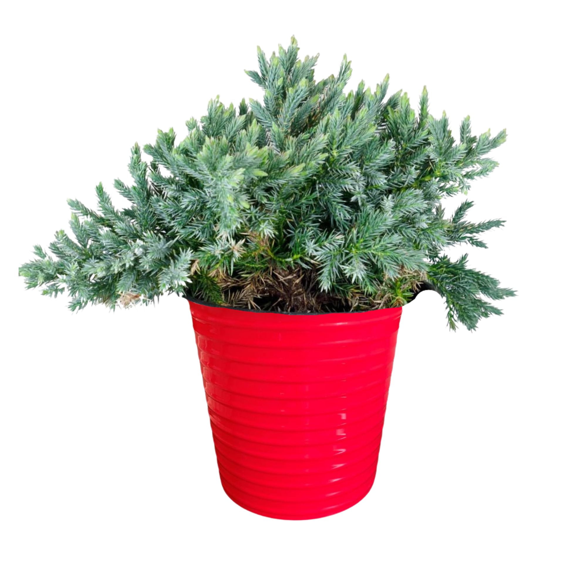 EG 1G JUNIPER BLUE STAR HOLIDAY - Walmart Business Supplies