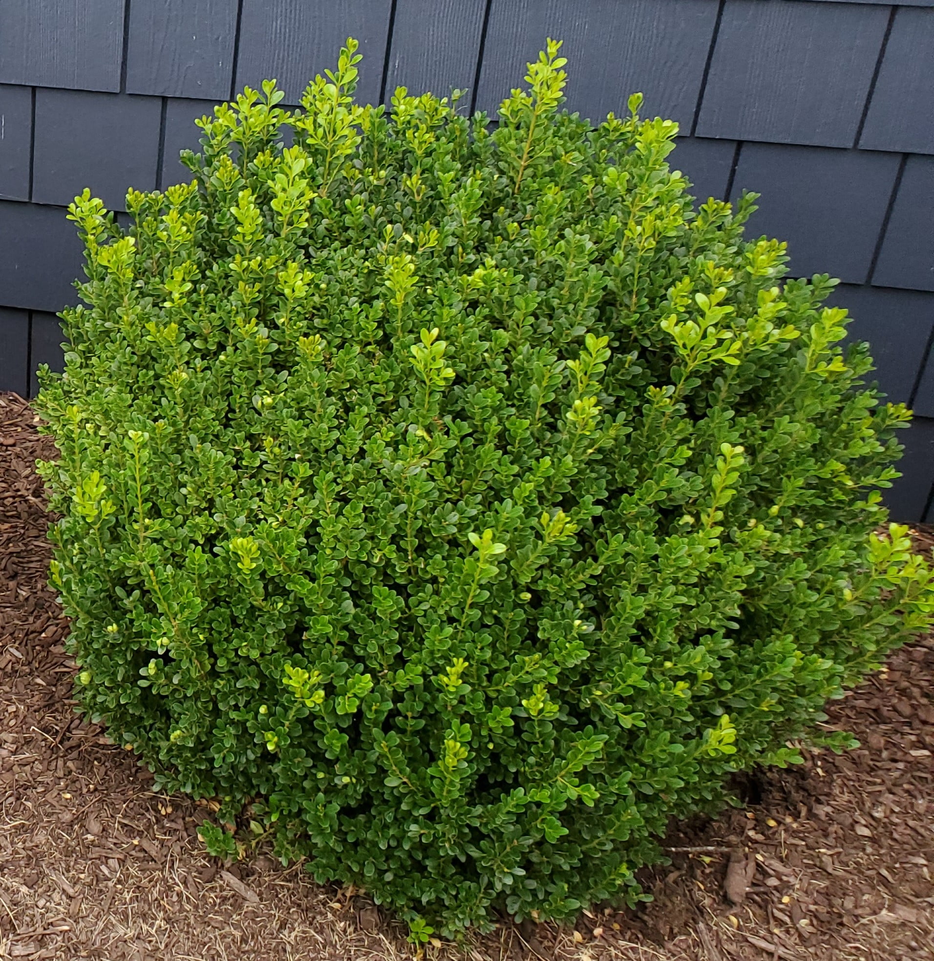 Expert Gardener Baby Gem Boxwood Bush 2 gal Potted Plant Live Shrub ...