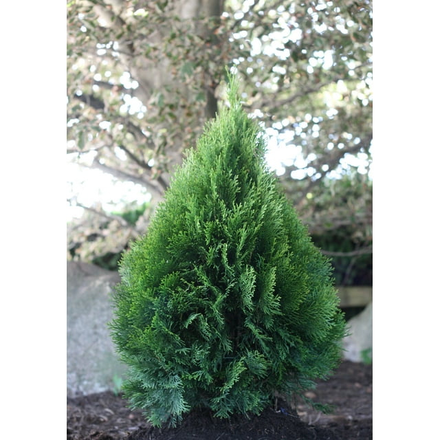 EG Thuja Emerald Live Plant, Evergreen - Walmart.com
