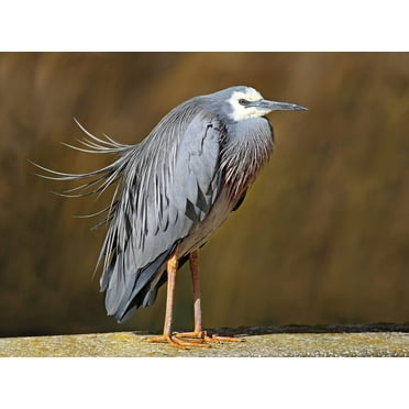 Bird Poster: State Birds Poster Identification Chart - Walmart.com