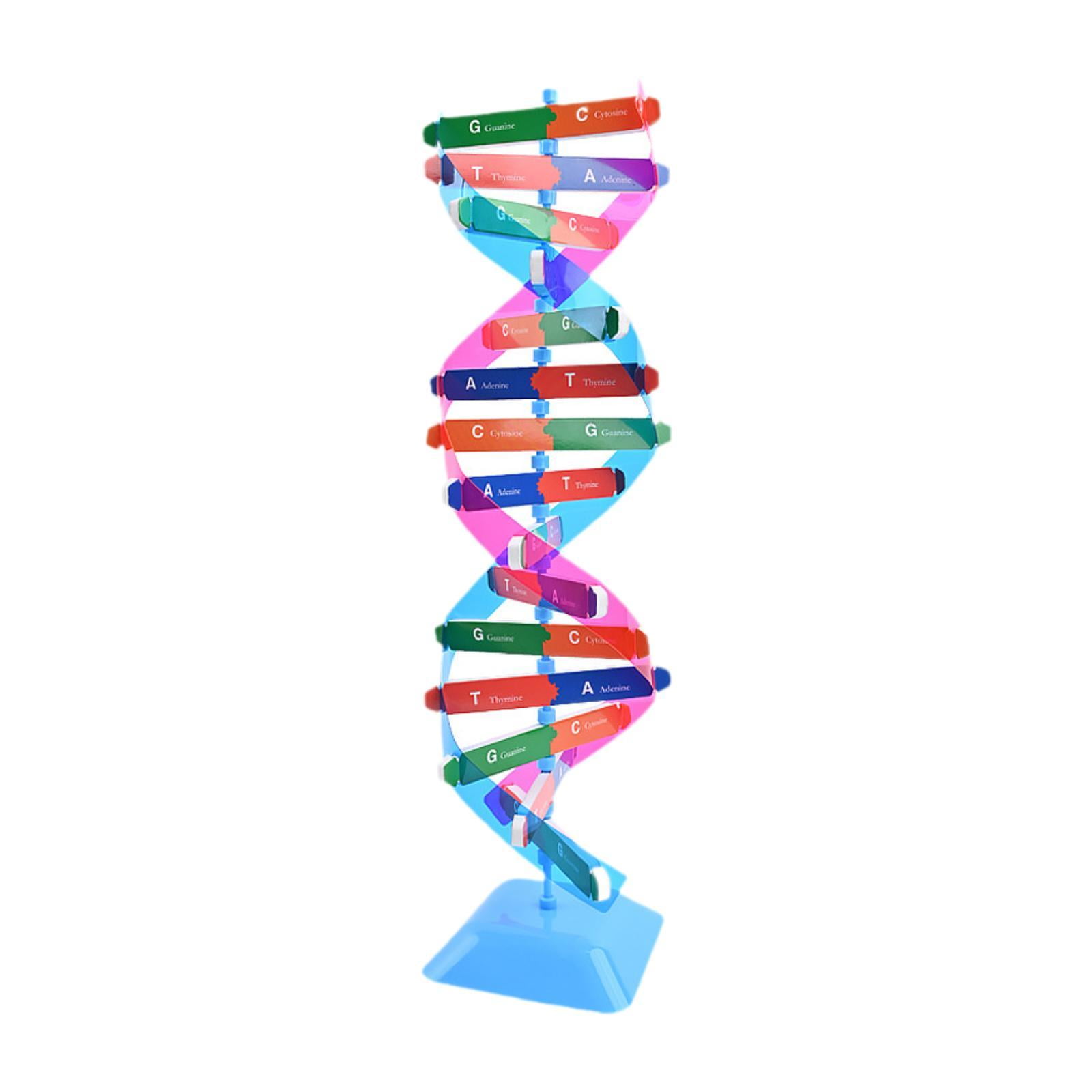EHJRE Double SPIRE Model Genes Models Learning Professional Gifts for ...
