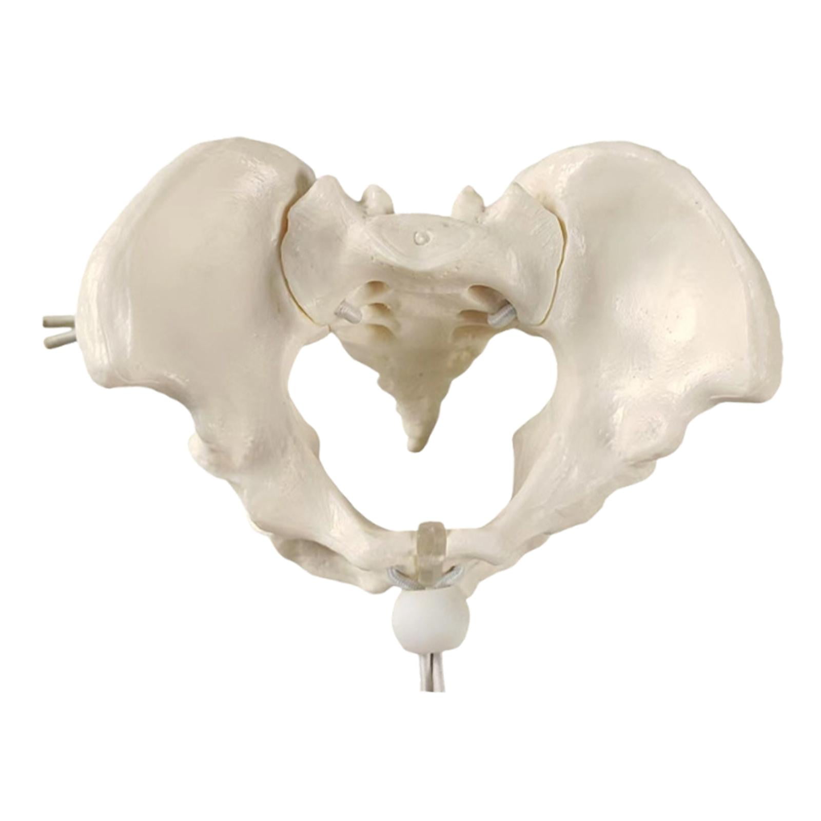 EHJRE Female Pelvic Model Hip Bone Pelvic Model Study Tool Teaching ...