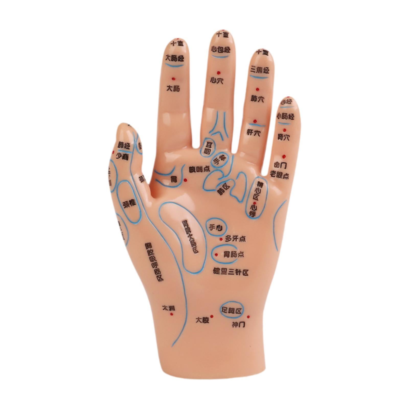 EHJRE Mannequin Hand ren Size Multipurpose, Lightweight, Smooth ...