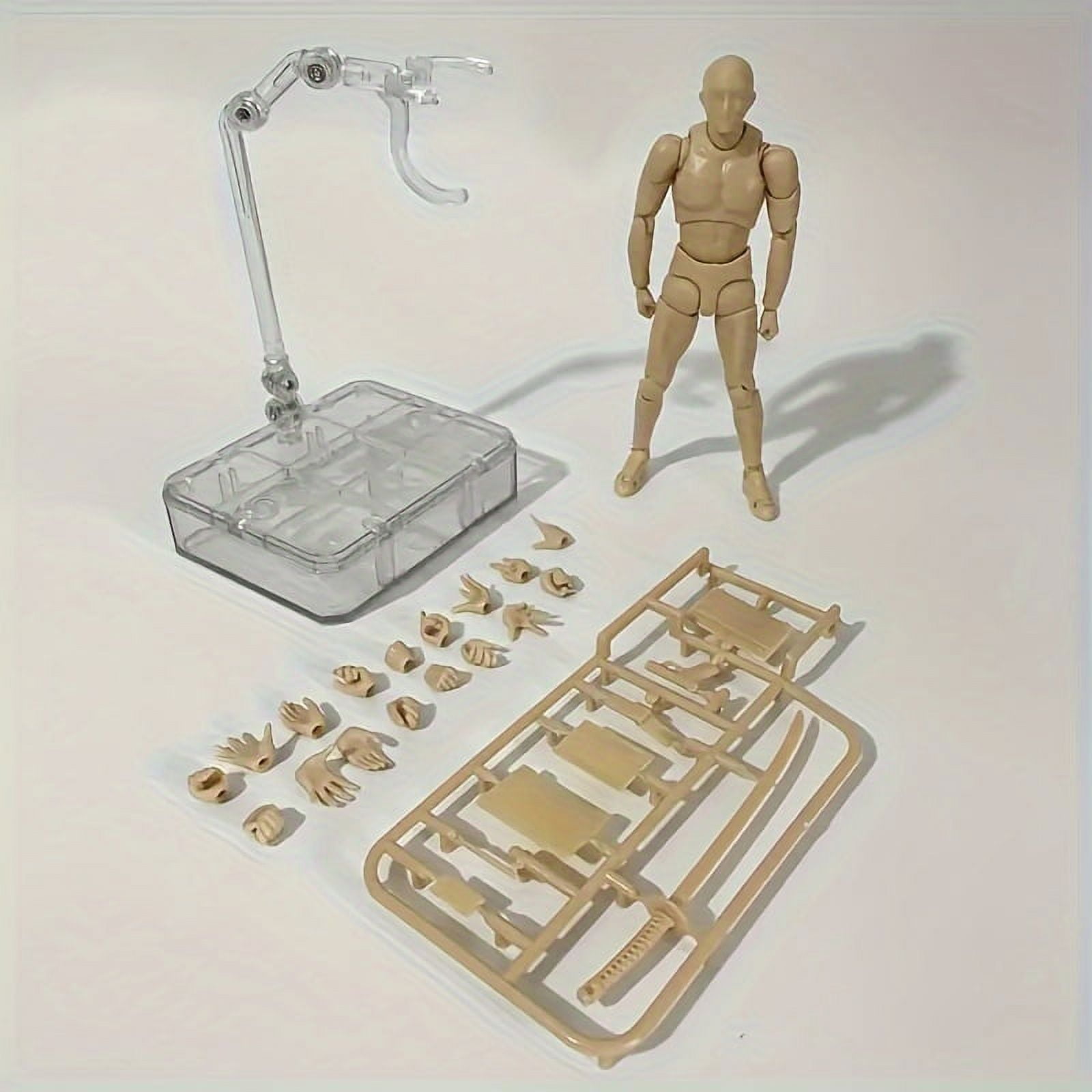 EIMELI Realistic Human Body Model with Movable Joints - Ideal for Art ...