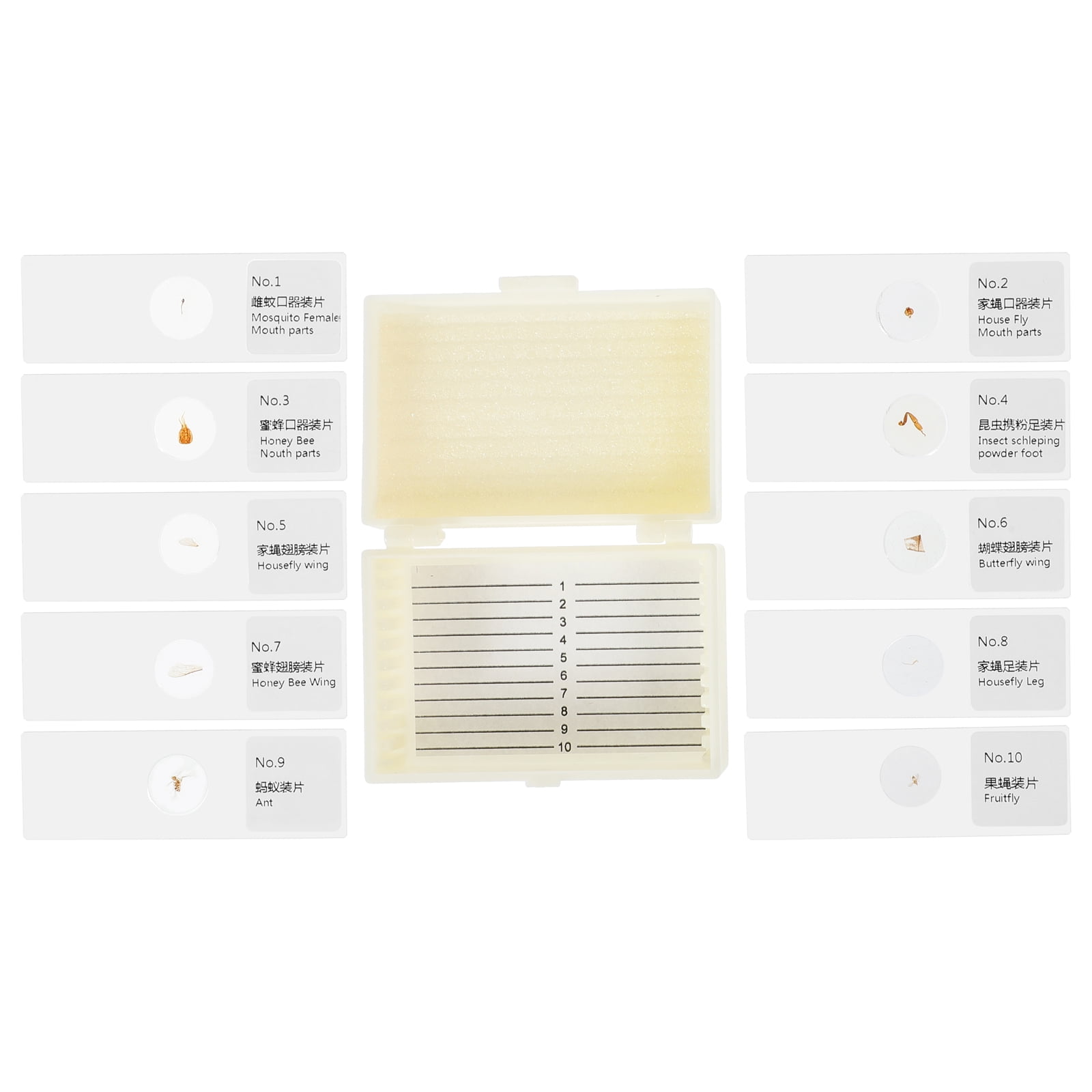 ELAYARD 10Pcs Microscope Specimen Slides Assorted ABS Educational Tool ...